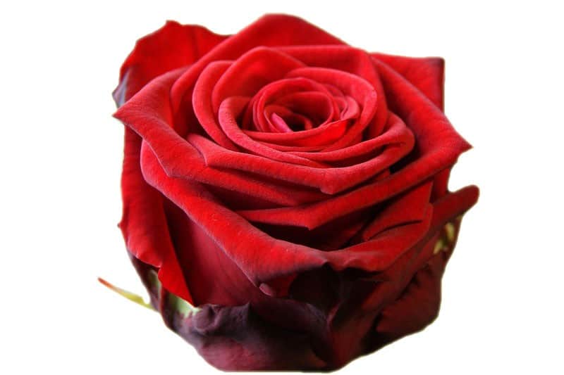 Rode roos per stuk ingepakt - Verjaardag - Geslaagd